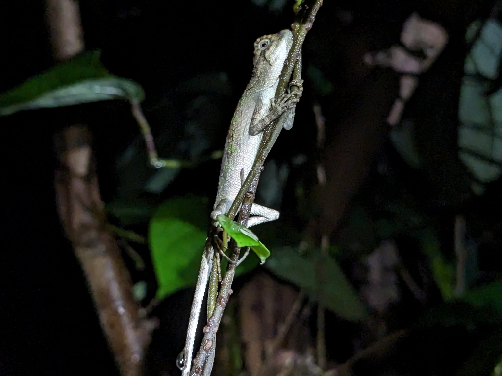 Okinawa Tree Lizard in October 2023 by dobbby · iNaturalist