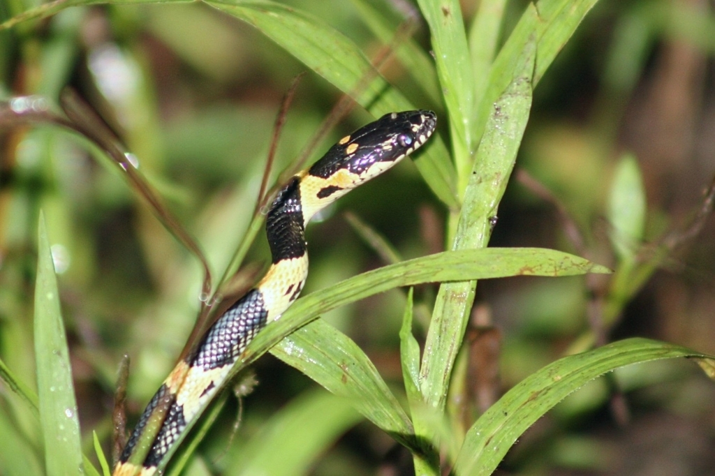 Loo-Choo Big-tooth Snake from 685 Yona, Kunigami, Kunigami District ...