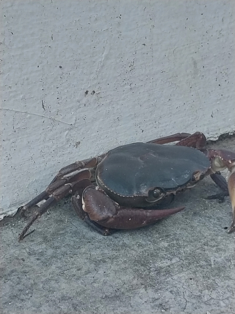 Neotropical Freshwater Crabs from 2X6Q+PX3, San Antonio de Oriente ...