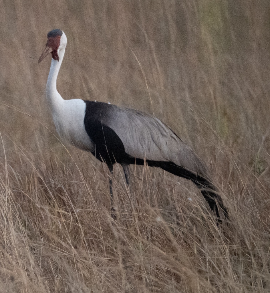 Wattled Crane in August 2023 by scott_phares · iNaturalist