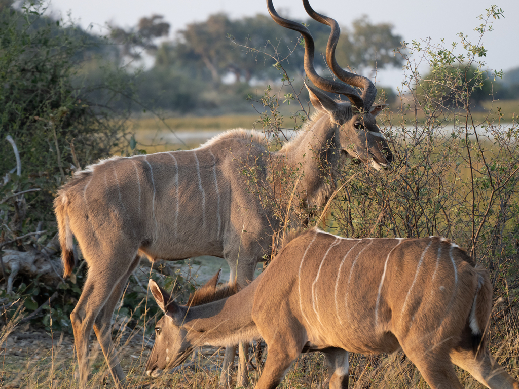 Southern Greater Kudu from Ngamiland North, Botswana on August 17, 2023 ...