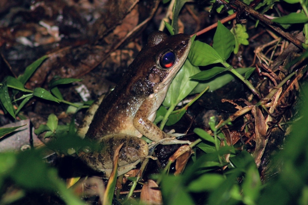 Okinawa Tip-nosed Frog in October 2023 by dobbby · iNaturalist