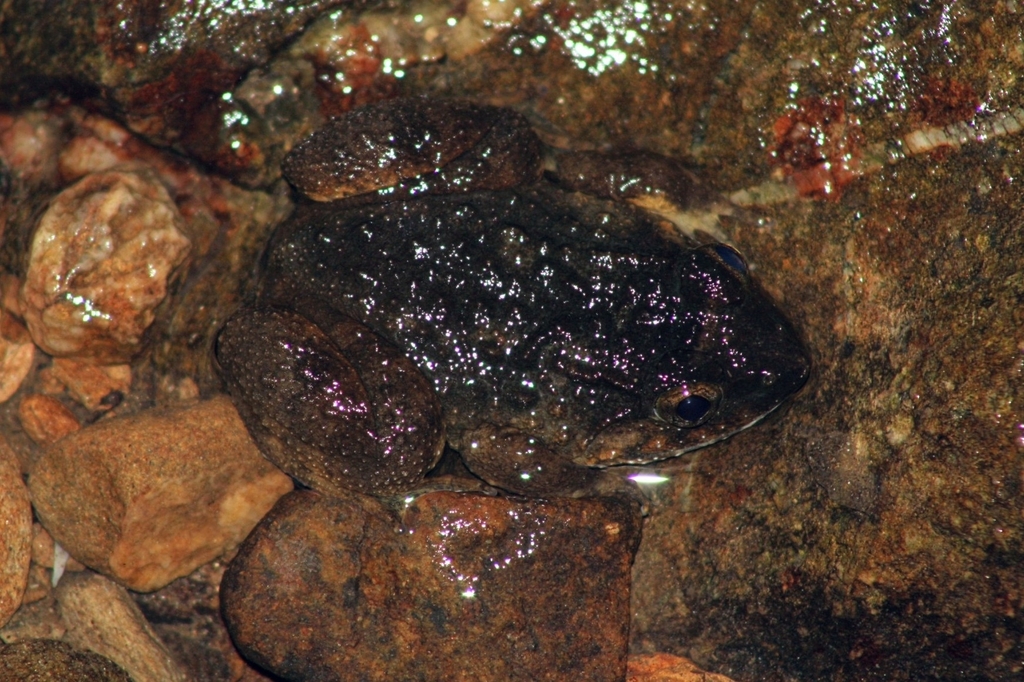 Namie's frog in October 2023 by dobbby · iNaturalist