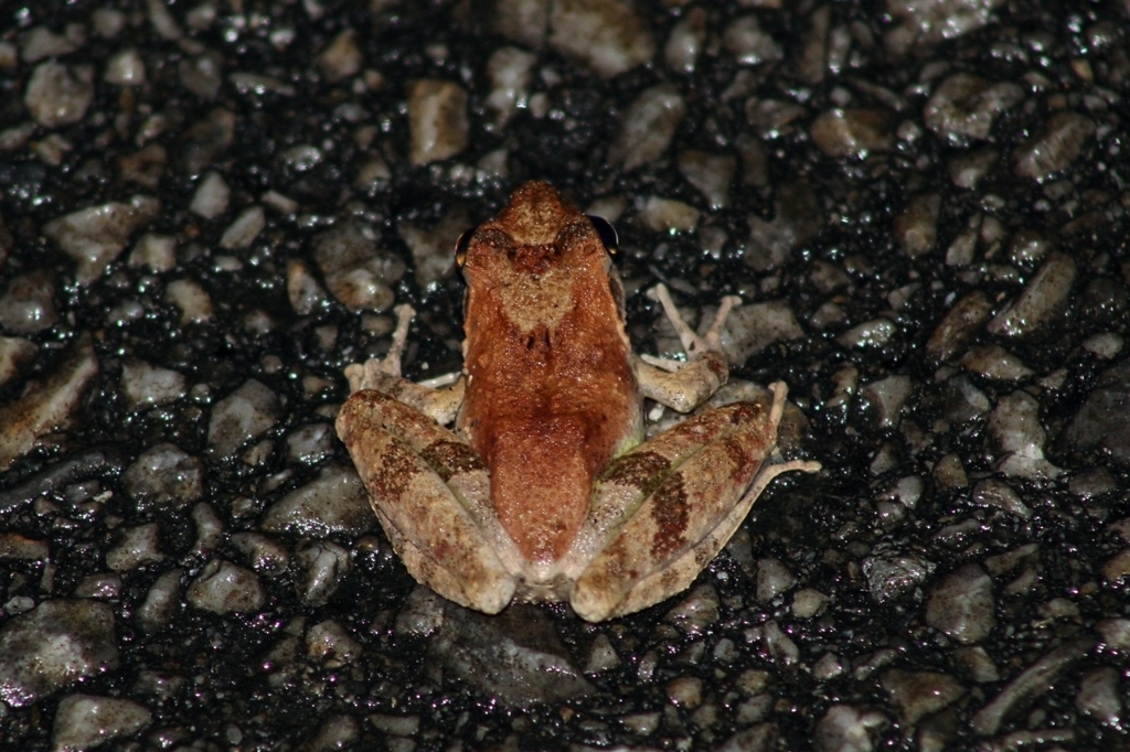 Ryukyu Kajika Frog from 685 Yona, Kunigami, Kunigami District, Okinawa ...
