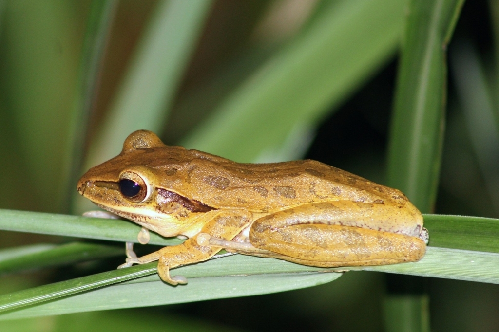 Common Southeast Asian Tree Frog from Nuha Iriguchi, Nūha, Ōgimi ...