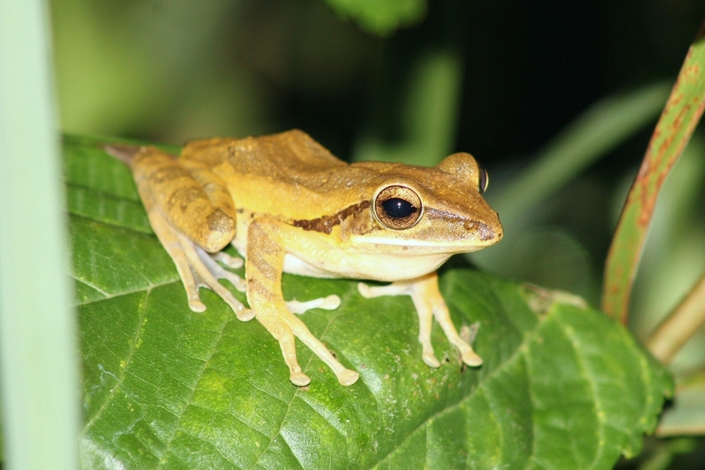 Common Southeast Asian Tree Frog from 317-1 Ōganeku, Ōgimi, Kunigami ...
