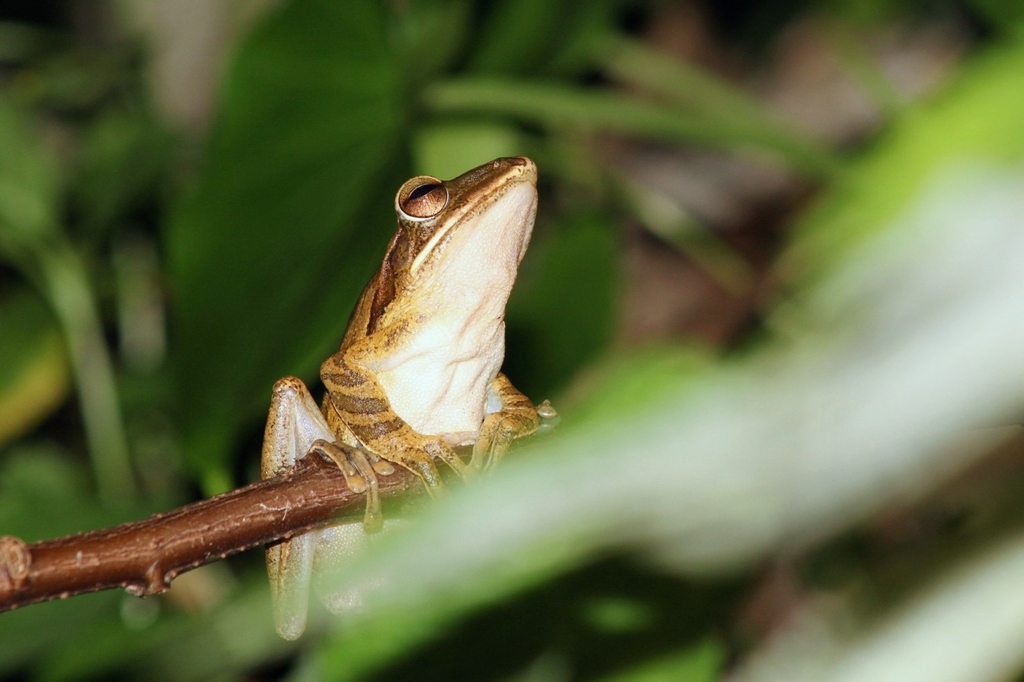 Common Southeast Asian Tree Frog from 317-1 Ōganeku, Ōgimi, Kunigami ...
