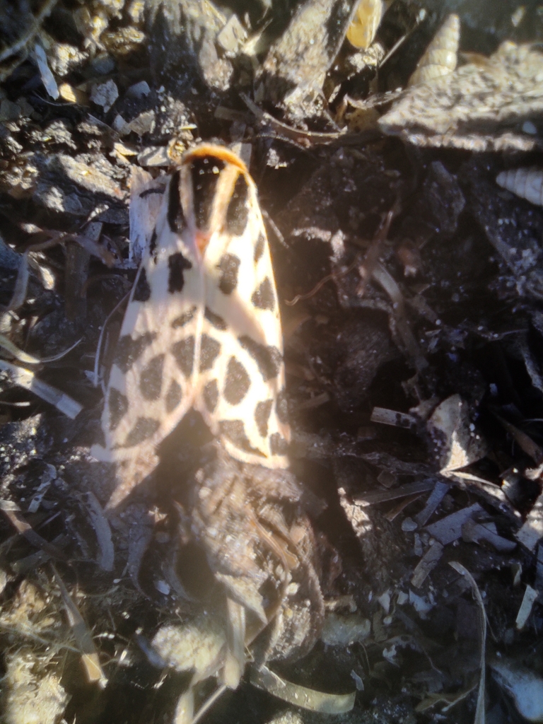 discrete chaperon from VX7G+93, 66600 Salses-le-Château, France on ...