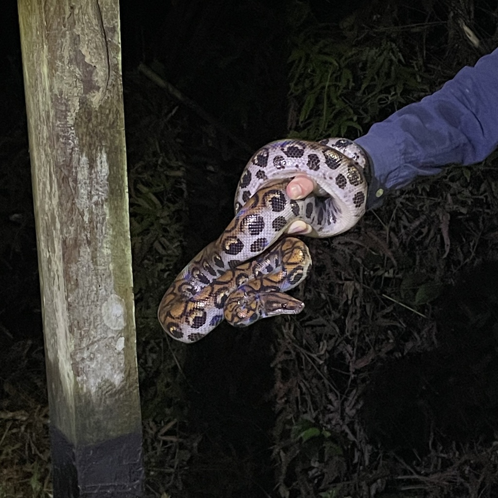 Western Rainbow Boa from Wetland, Departamento de Madre de Dios, PE on ...