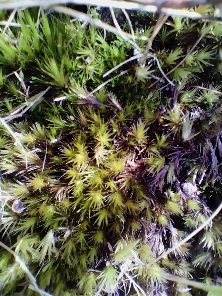 Campylopus clavatus from Blackwood SA 5051, Australia on October 6 ...