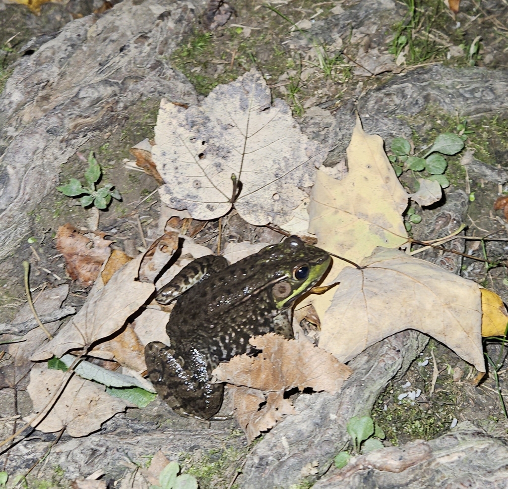 Green Frog from Glenmoore, PA, USA on October 5, 2023 at 07:06 PM by ...