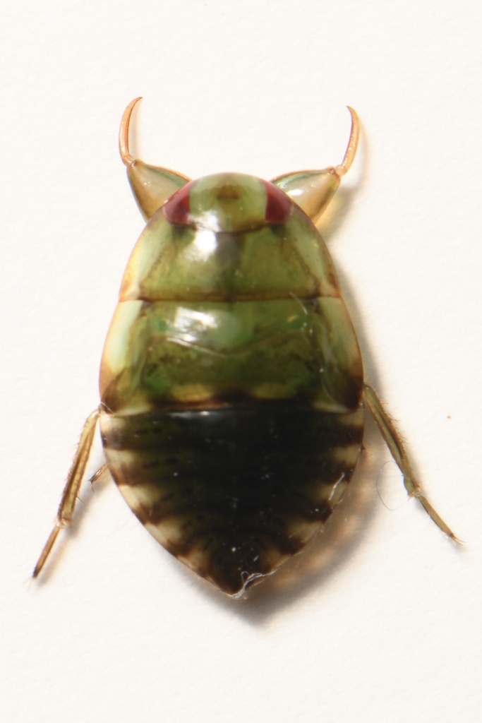 Alligator Fleas from Moncks Corner, SC, US on October 5, 2023 at 04:16 ...