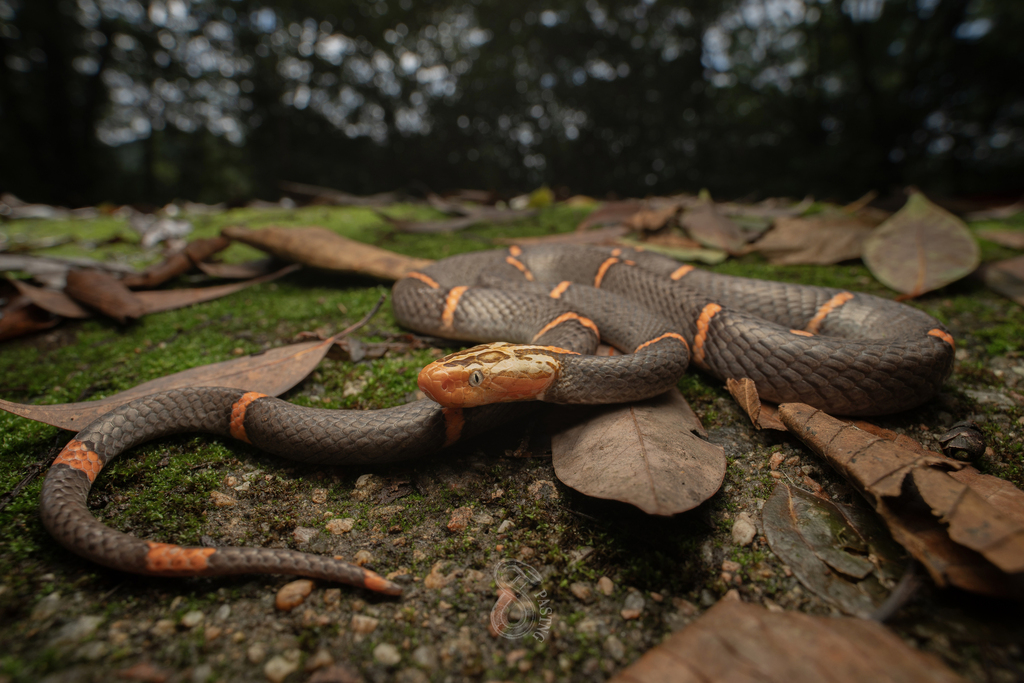 White-headed Burmese Viper from Guangdong Province, China on September ...