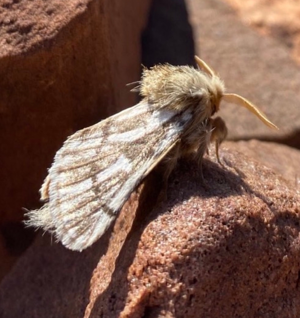Bag-shelter Moth in October 2023 by June Ding · iNaturalist