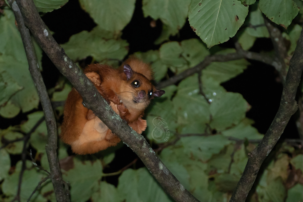 Red Giant Flying Squirrel from Guangdong Province, China on September ...
