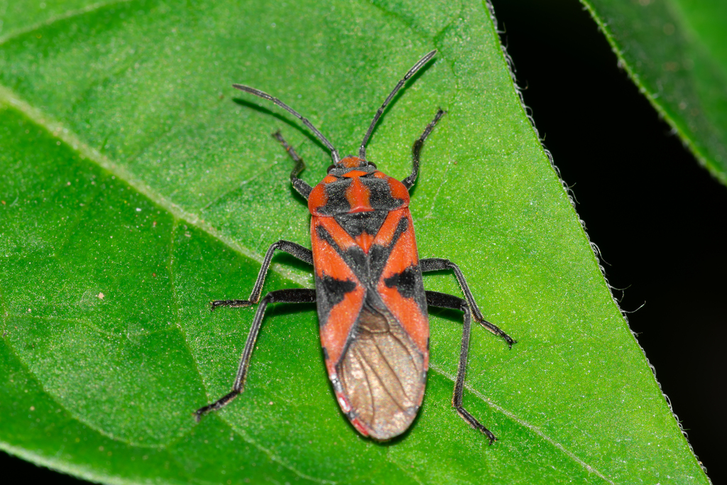 Spilostethus furcula from Valencia, España on July 24, 2019 at 02:07 AM ...