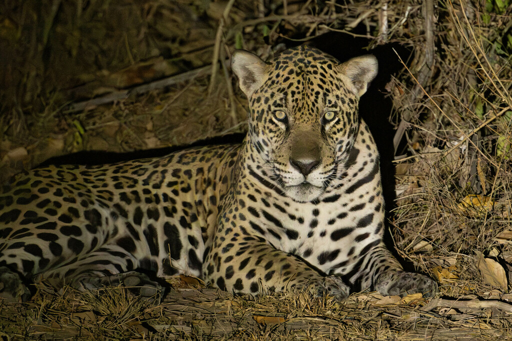 Jaguar in August 2023 by Nancy Christensen · iNaturalist