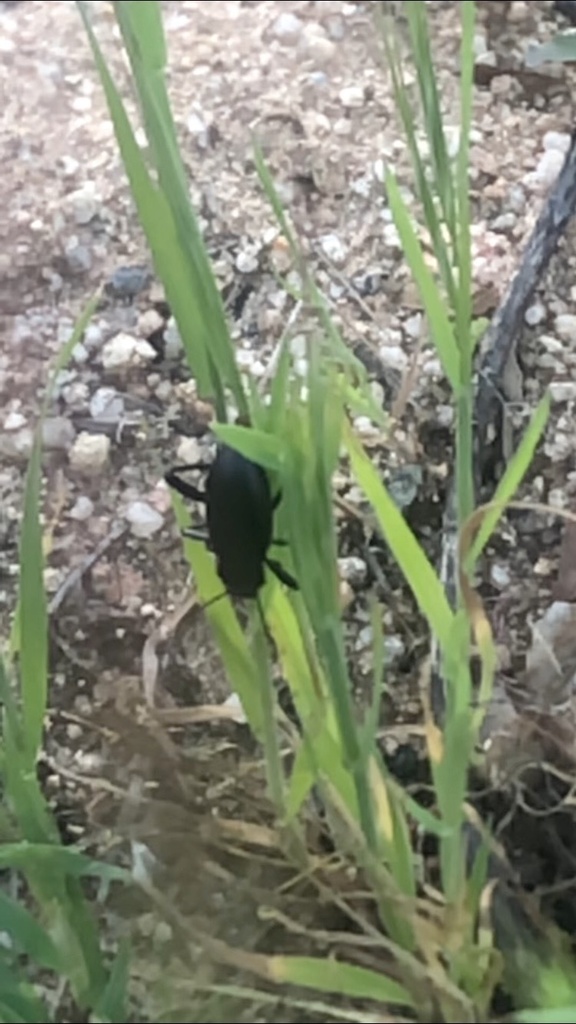 Darkling Beetles in October 2023 by Janelle Nakkoud. The insect was ...