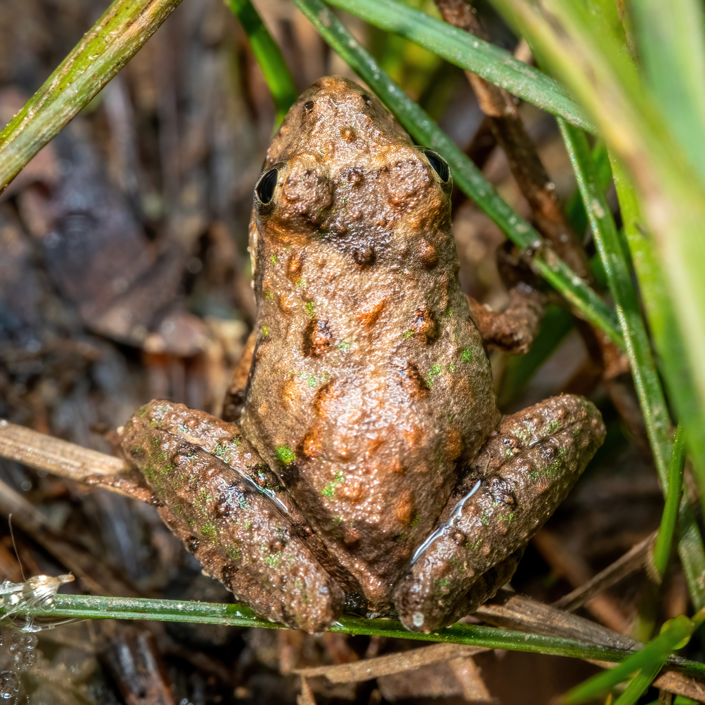 Northern Cricket Frog from Northwest Raleigh, Raleigh, NC, USA on ...