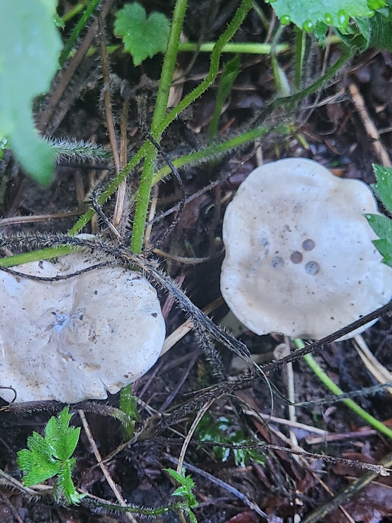 Fool's Funnel from Shinglemill Creek on October 5, 2023 at 09:41 AM by ...