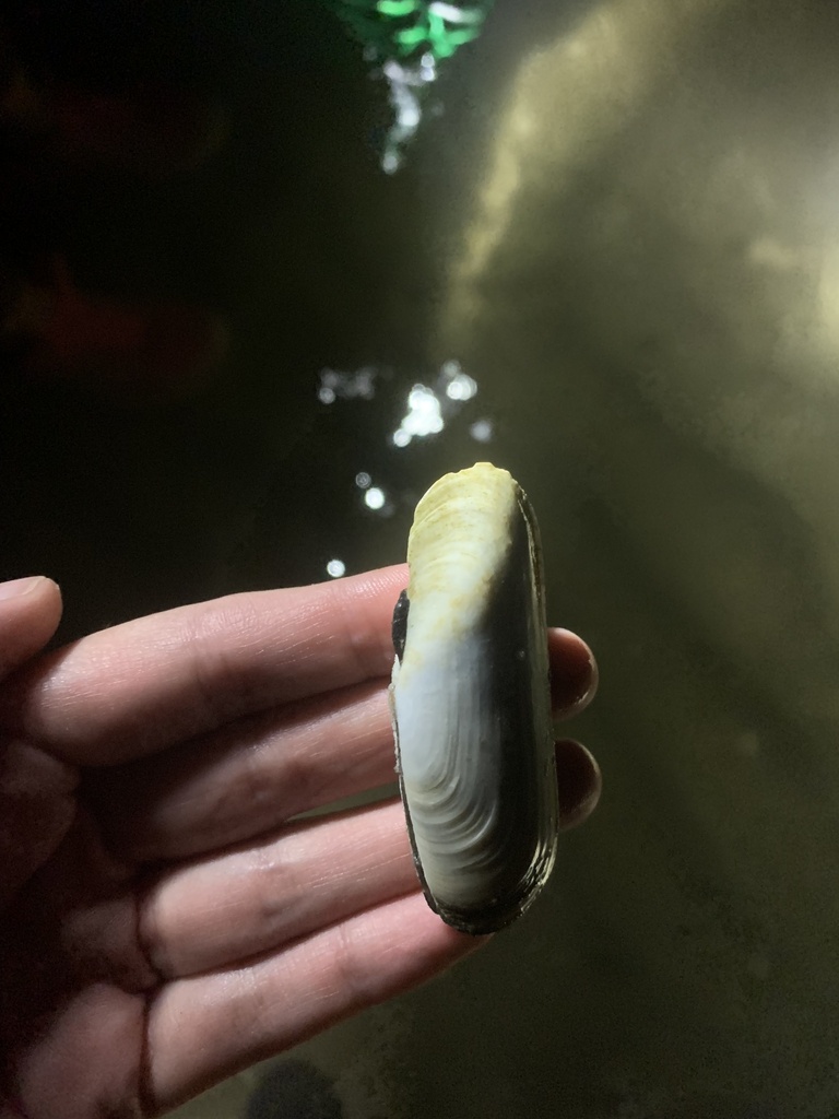 Stout Tagelus from Bulkhead Channel, Beaufort, NC, US on October 5 ...
