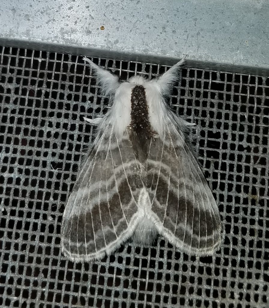 Large Tolype Moth from Wilmington, DE 19807, USA on October 5, 2023 at ...