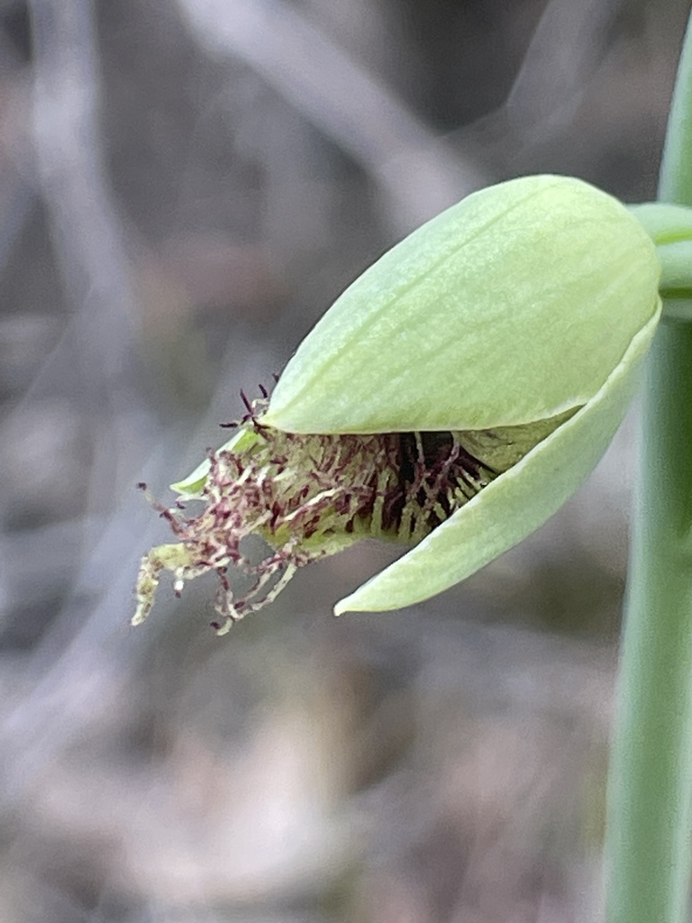 Purple Beard Orchid in October 2023 by Andrea Dunkley · iNaturalist