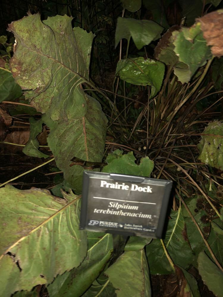 prairie dock from Lafayette, IN, USA on October 5, 2023 at 11:34 PM by ...