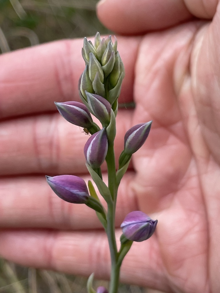 Sun Orchids in October 2023 by Andrea Dunkley · iNaturalist