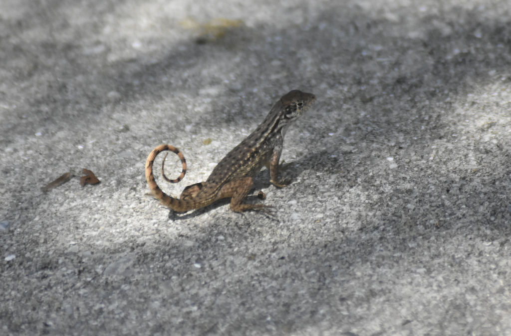 Northern Curly-tailed Lizard from Everglades City, FL, USA on October 5 ...
