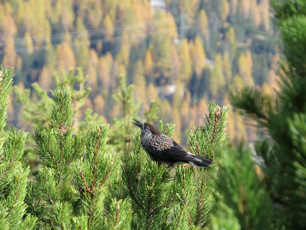 Eurasian Nutcracker from Province of Belluno, Italy on October 13, 2017 ...