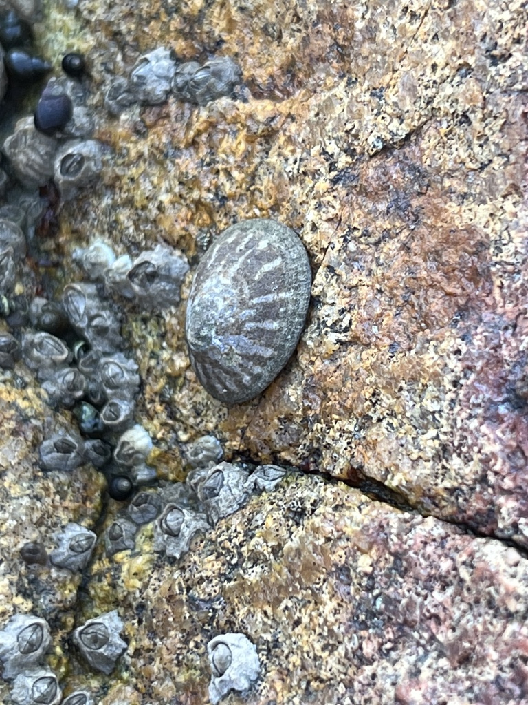 Mask Limpet from Hogum Bay, Olympia, WA, US on October 5, 2023 at 03:21 ...