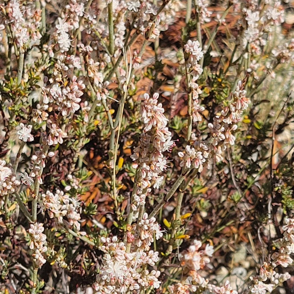 ringed-stem bastard-sage from Riverside County, CA, USA on October 5 ...
