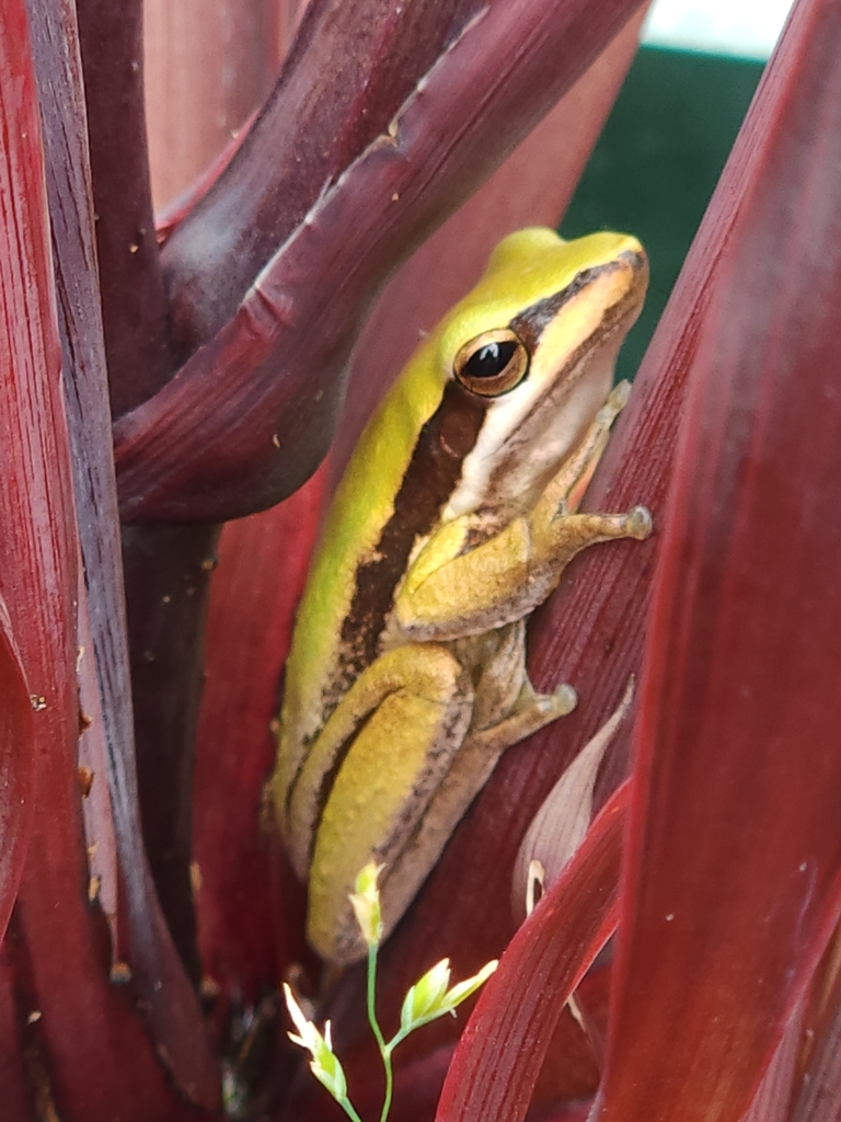 Slender Tree Frog from Denmark on October 5, 2023 at 12:44 PM by Sarah ...