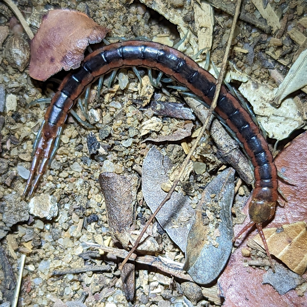 Tropical Centipedes from VGWX+CP9, Morondava, Madagascar on October 2 ...