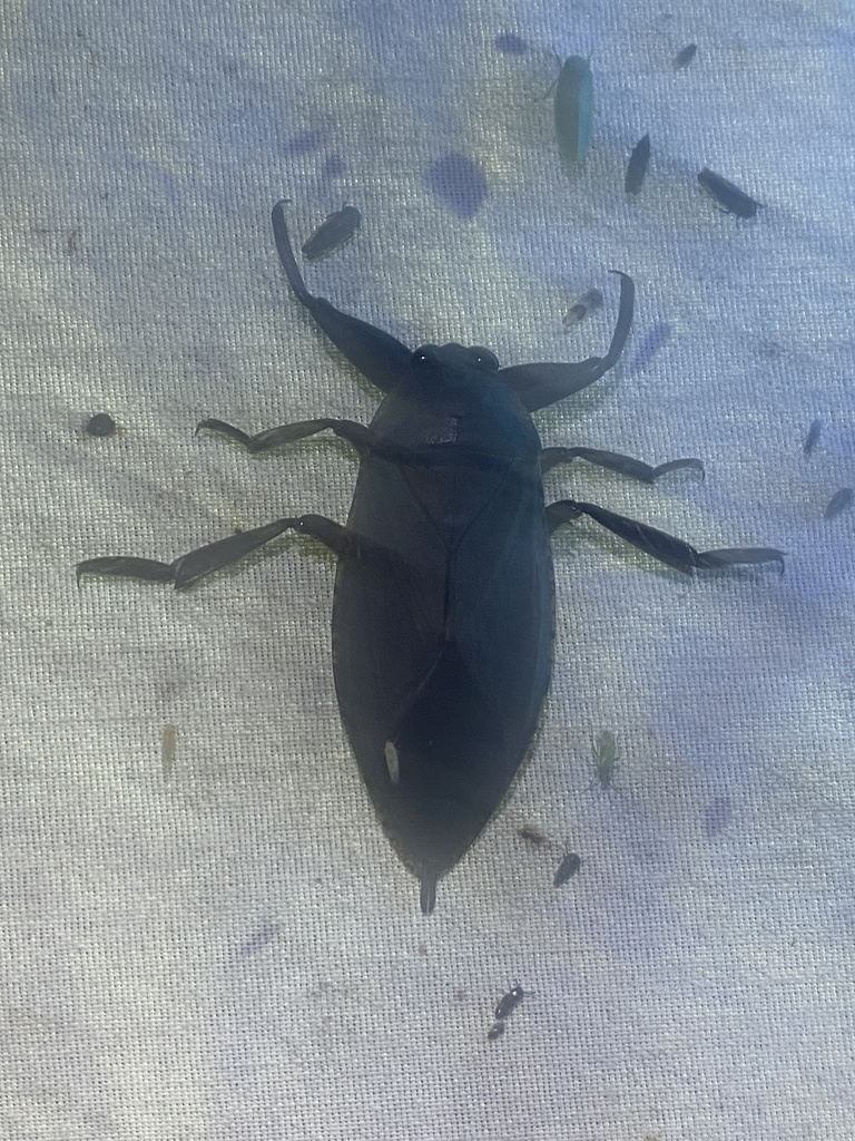 American Giant Water Bug from Hamilton, MI, US on October 4, 2023 at 10 ...