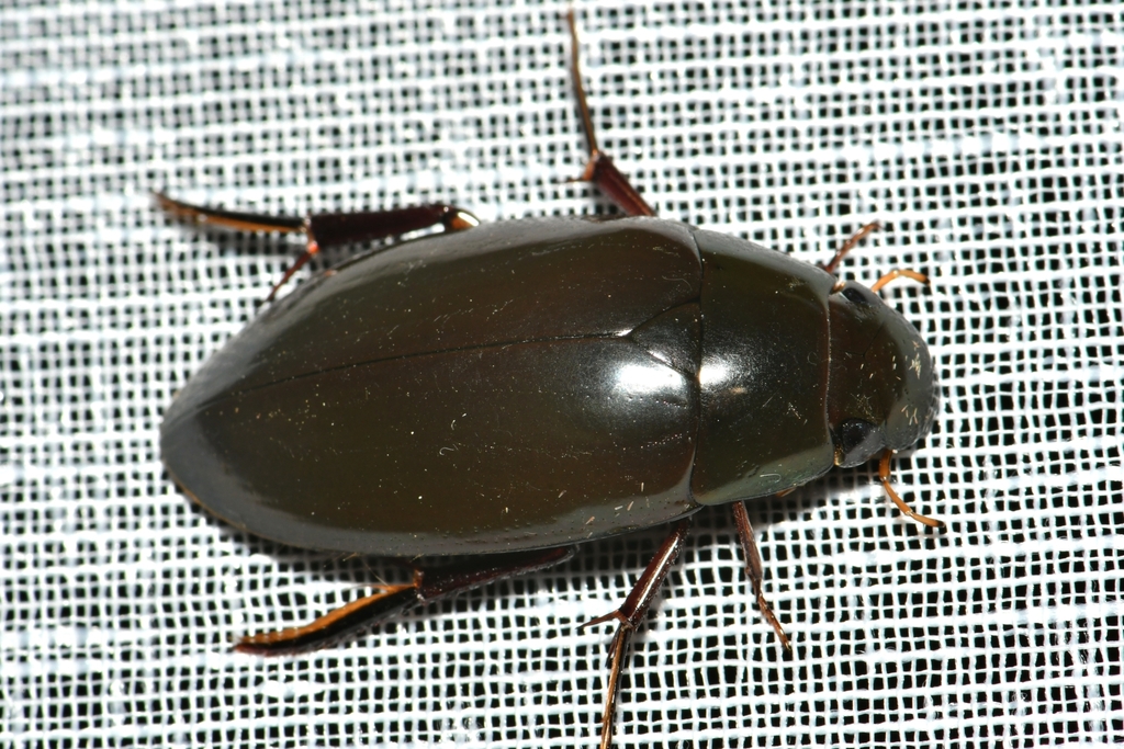 Hydrophilus from Pomonal VIC 3381, Australia on September 29, 2023 at ...