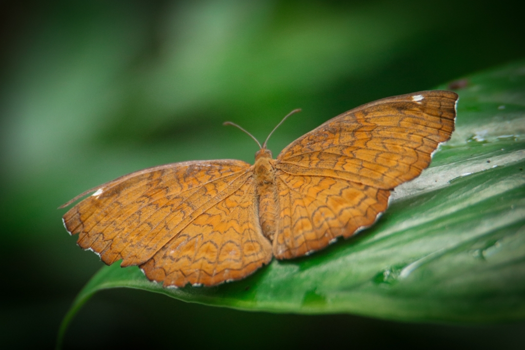 Common Castor Butterfly from Rajbari on September 22, 2023 at 01:23 PM ...