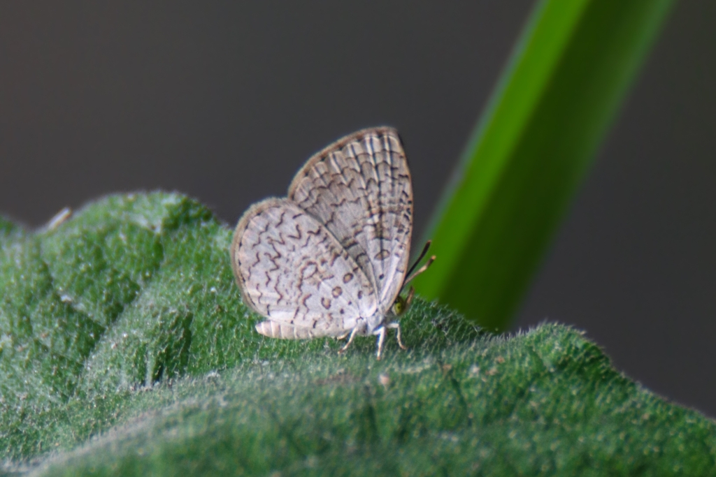 Apefly from Rajbari, Bangladesh on April 24, 2023 at 02:37 PM by Rashed ...