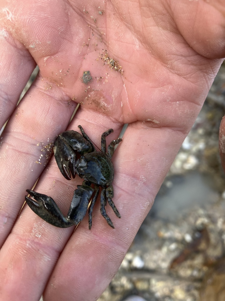 New Zealand Half Crab from Otamahua/Quail Island Recreation Reserve ...