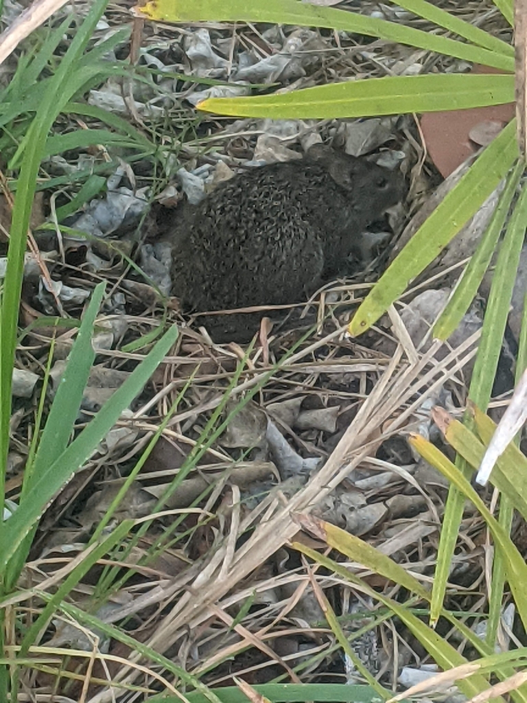 Hispid Cotton Rat from Miami-Dade County, FL, USA on May 9, 2023 at 09: ...