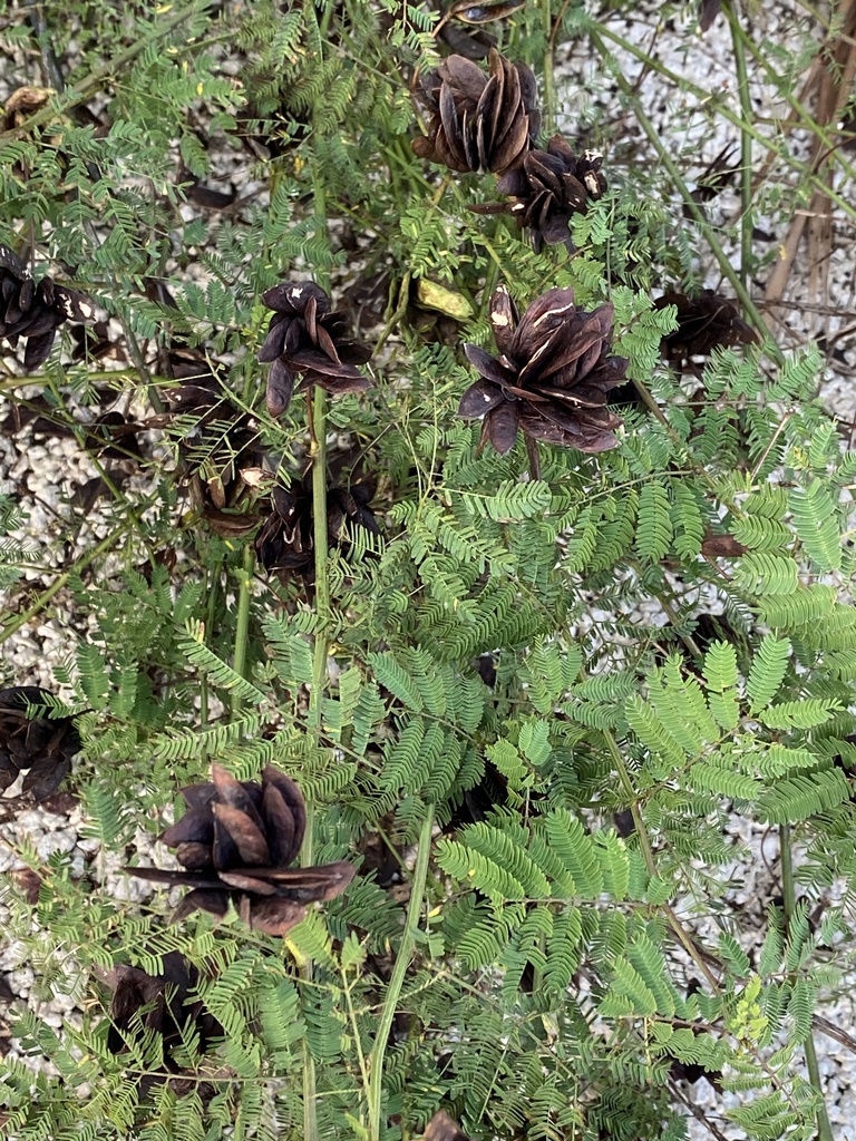 Illinois bundleflower from Hirae, Ishigaki, Okinawa, JP on October 6 ...