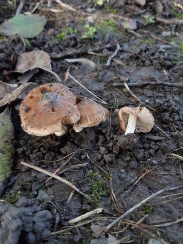 Inocybe splendentoides · iNaturalist