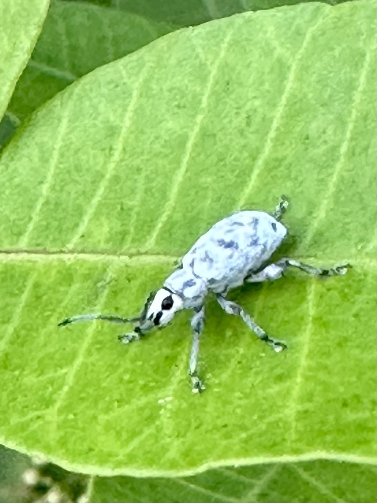 Sri Lanka Weevil from Ellenton Premium Outlets, Ellenton, FL, US on ...