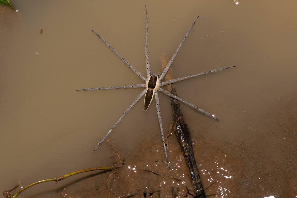 Common White-flanked Water Spider from Thap Sai, Pong Nam Ron District ...