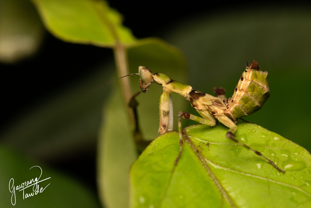 Indian Flower Mantis from Murud, Roha, Maharashtra 402401, India on September 29, 2023 at 08:32 ...