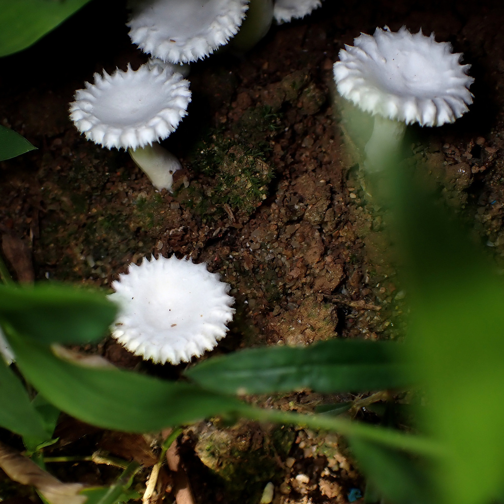Termitomyces microcarpus from Lo Wai, Hong Kong on September 30, 2023 ...