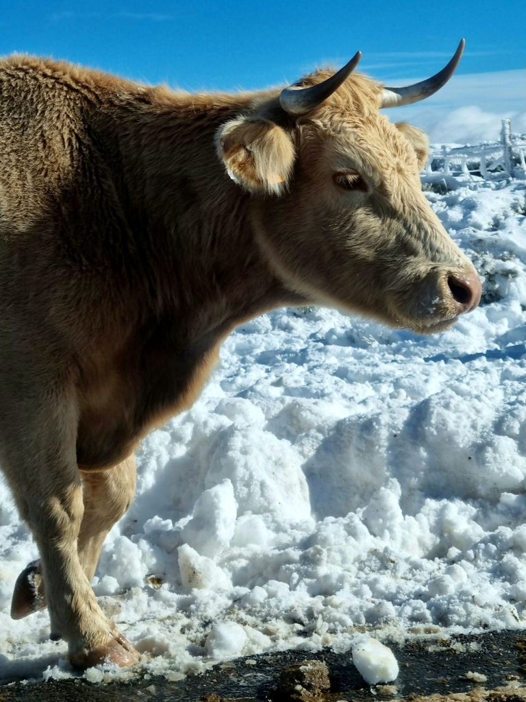 Domestic Cattle from La Hoya, 37716, Salamanca, Espanha on November 28 ...