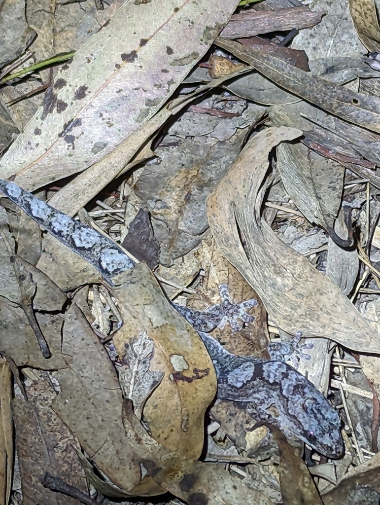 Clouded Velvet Gecko from Daisy Hill QLD 4127, Australia on October 6 ...