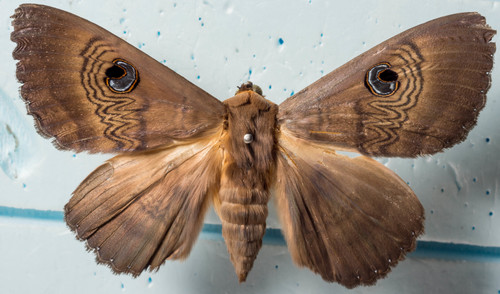 Observations by camkay · iNaturalist